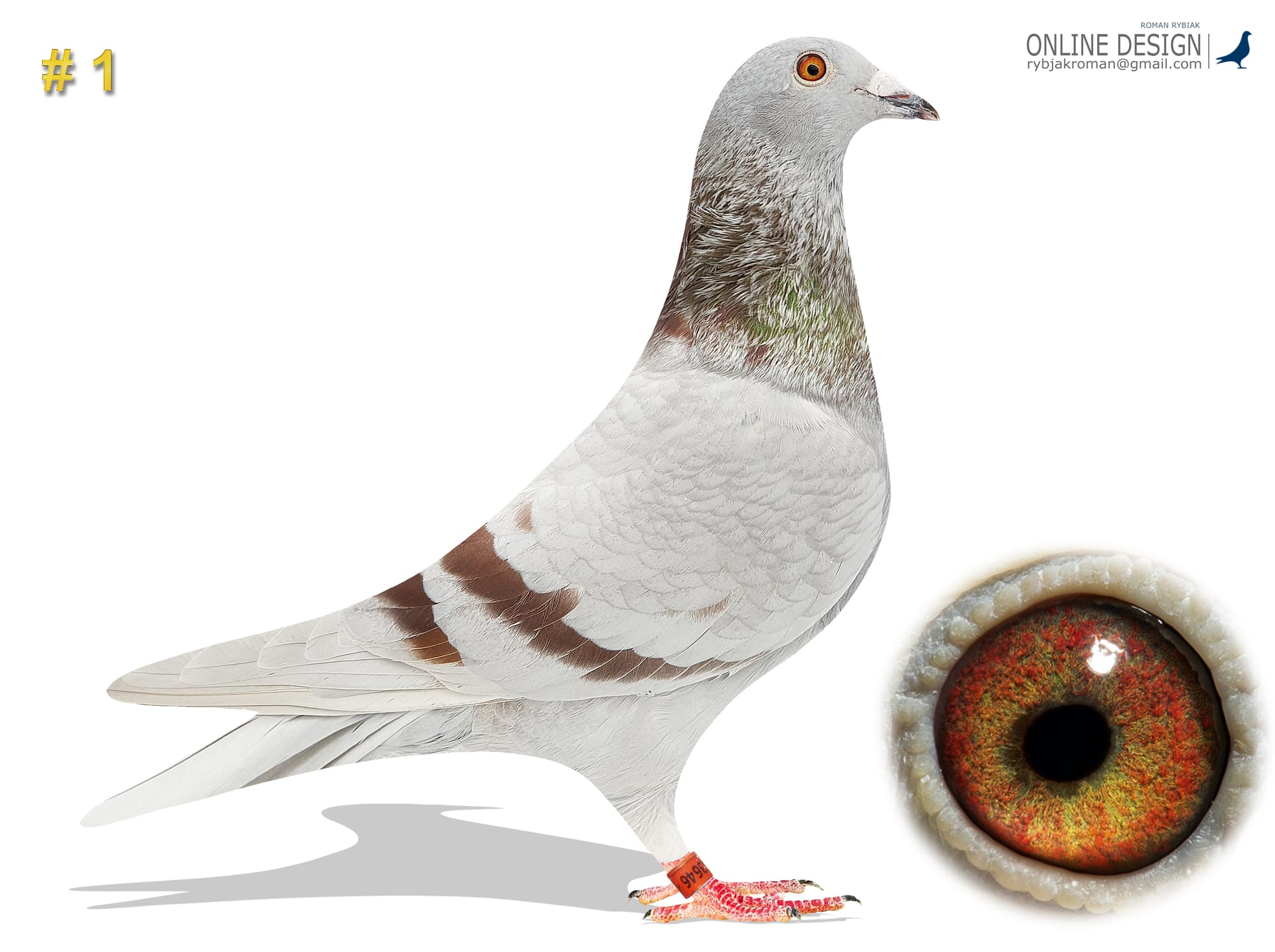 DESIGN PIGEONS PHOTO - DESIGN PIGEON PHOTOS