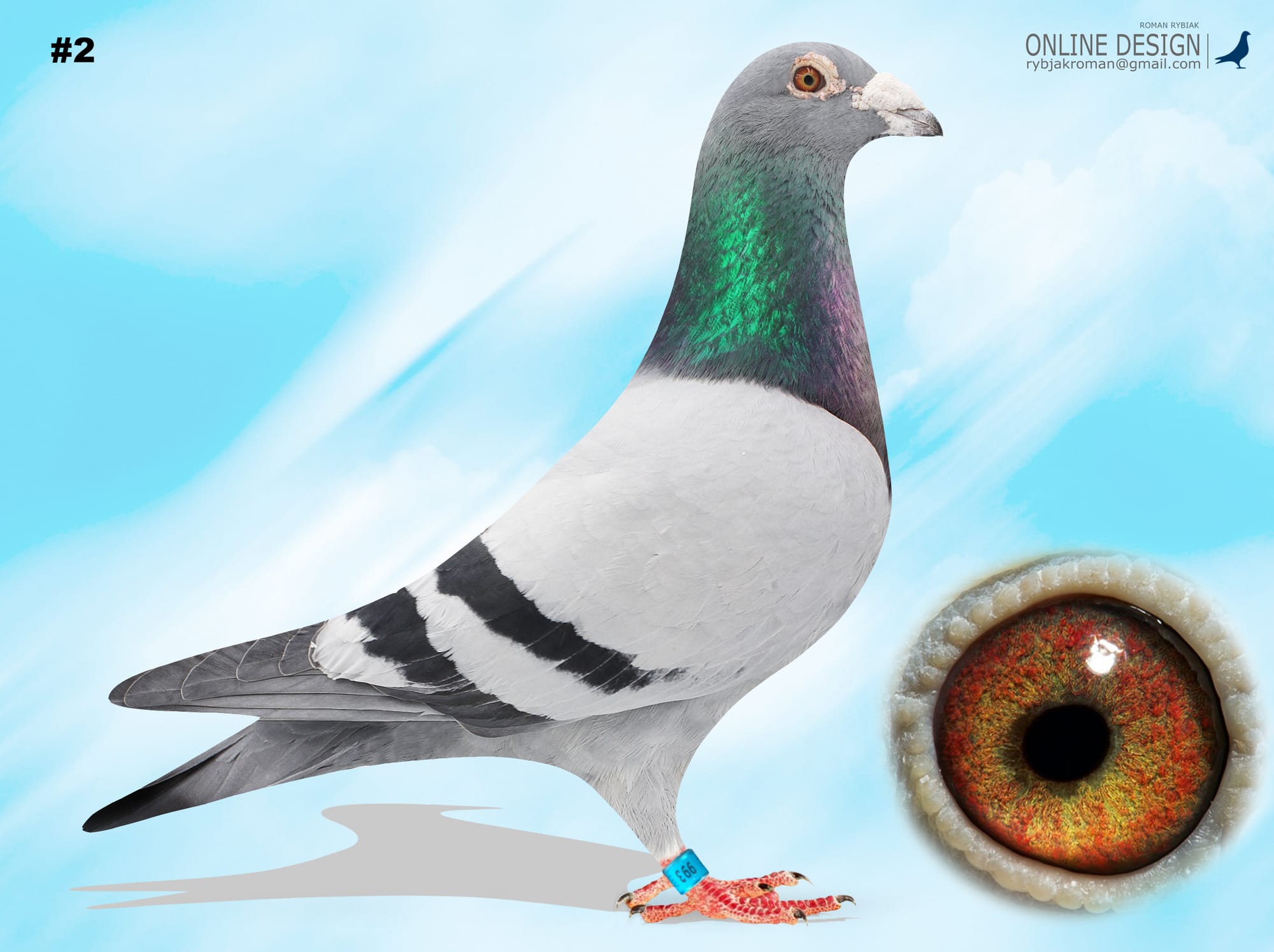 DESIGN PIGEONS PHOTO - DESIGN PIGEON PHOTOS