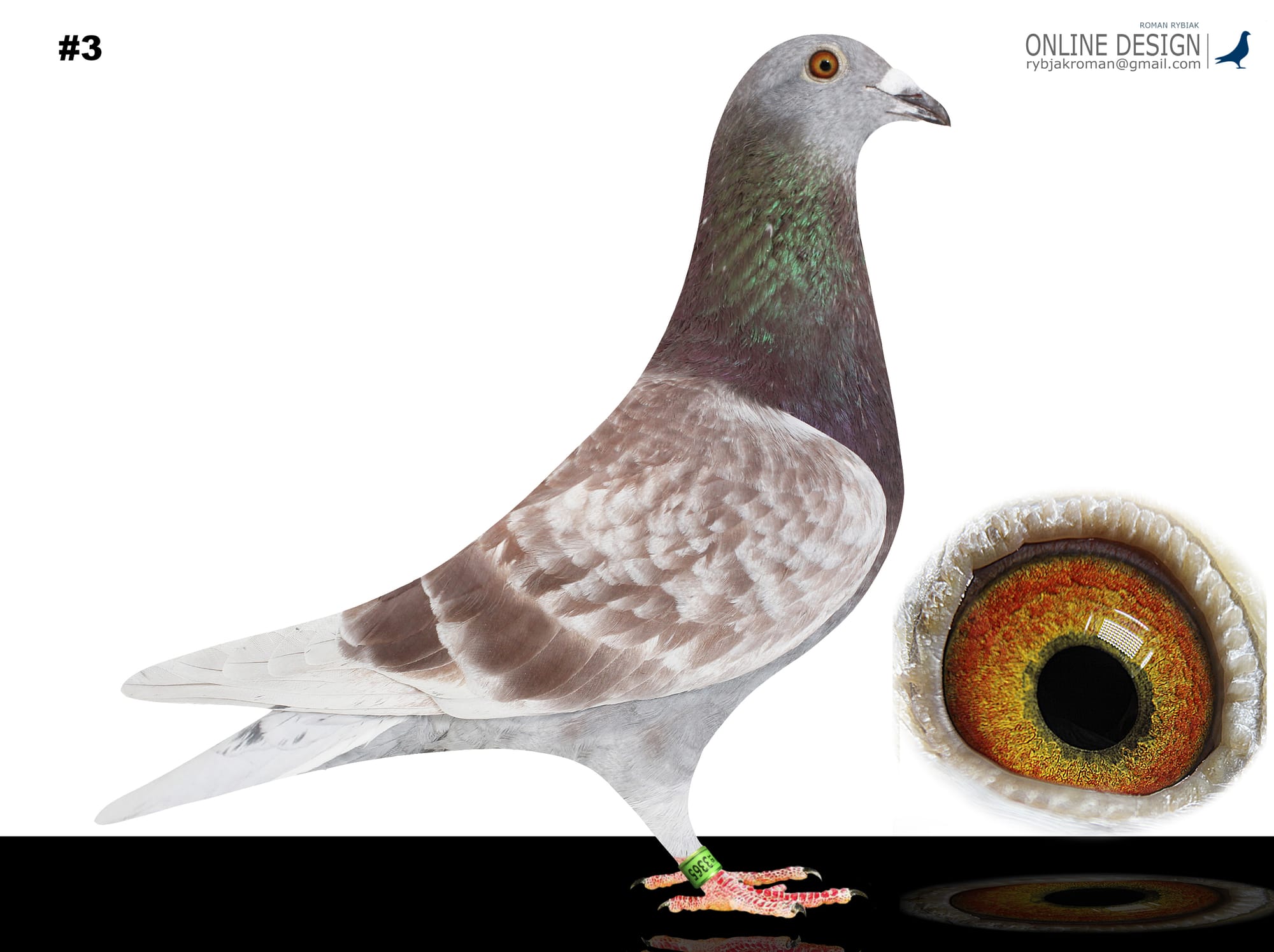 DESIGN PIGEONS PHOTO - DESIGN PIGEON PHOTOS