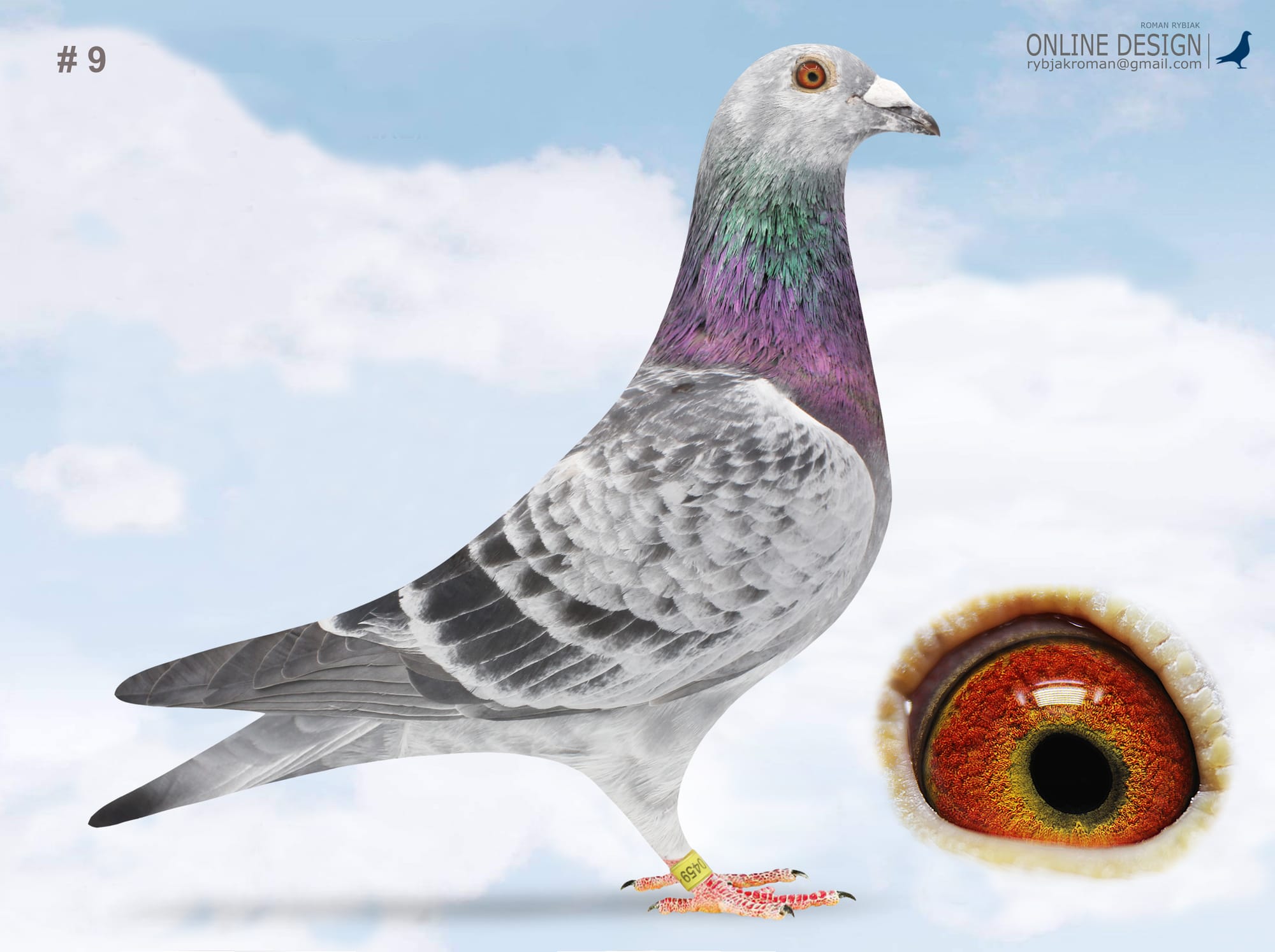 DESIGN PIGEONS PHOTO - DESIGN PIGEON PHOTOS