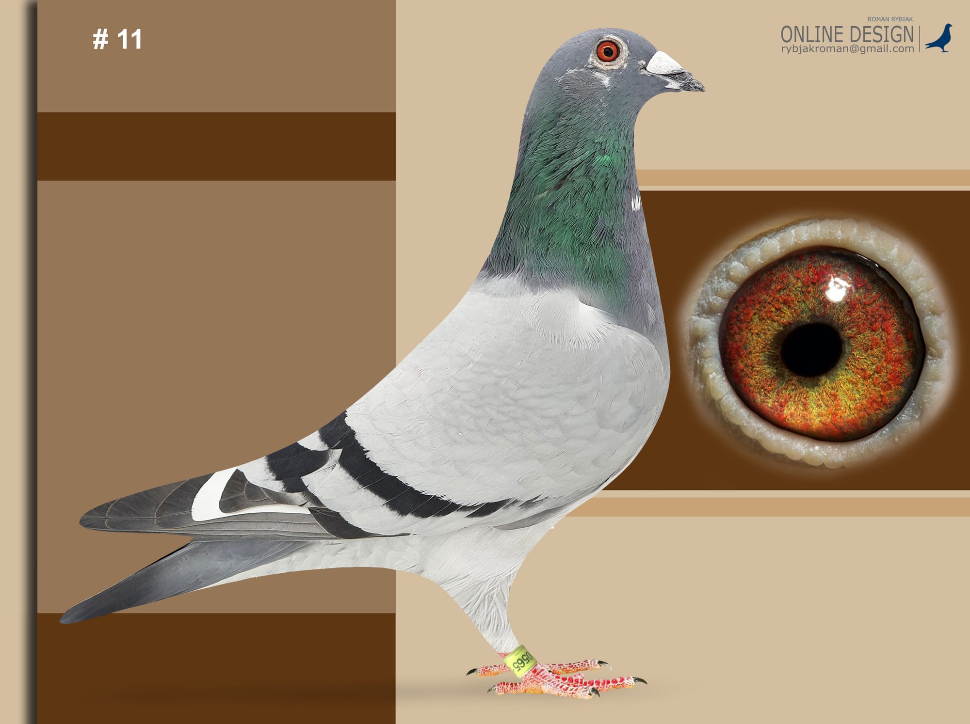 DESIGN PIGEONS PHOTO - DESIGN PIGEON PHOTOS