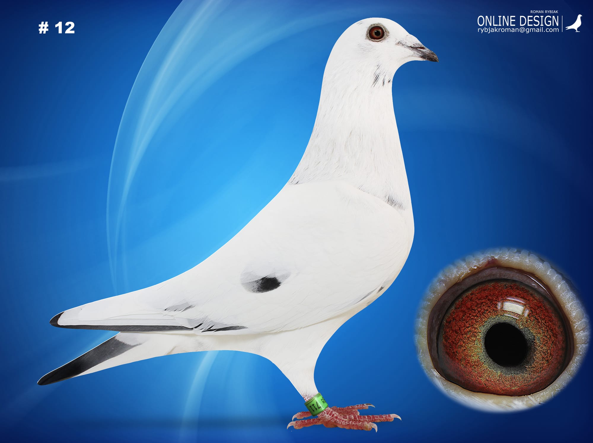 DESIGN PIGEONS PHOTO - DESIGN PIGEON PHOTOS