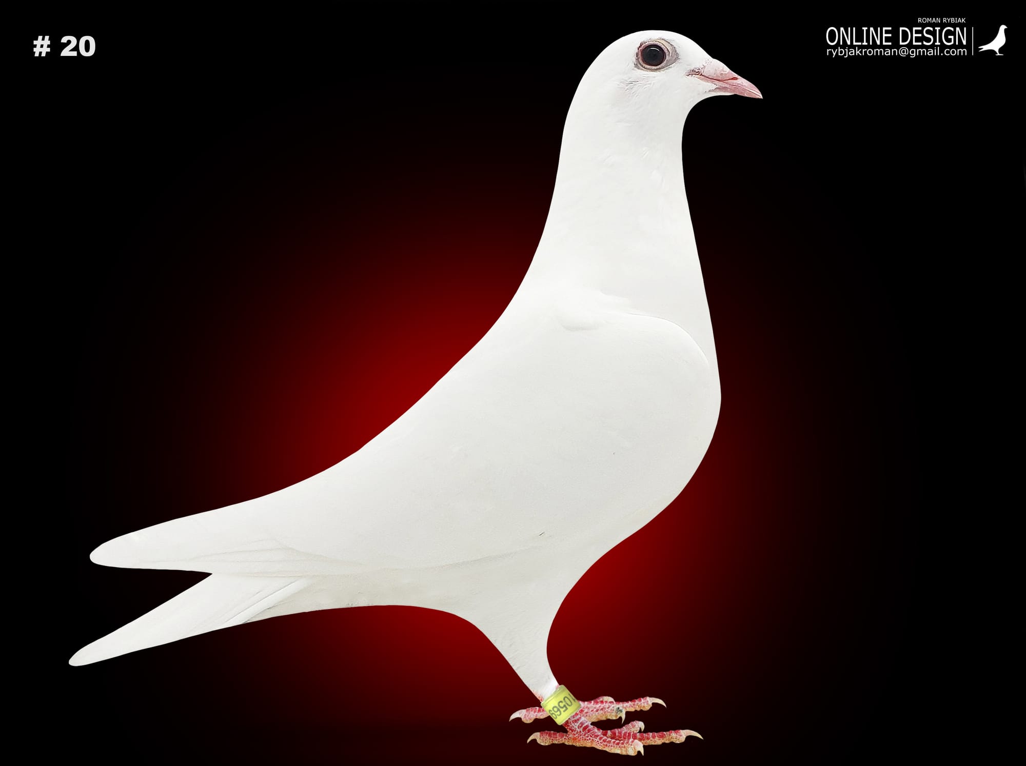 DESIGN PIGEONS PHOTO - DESIGN PIGEON PHOTOS