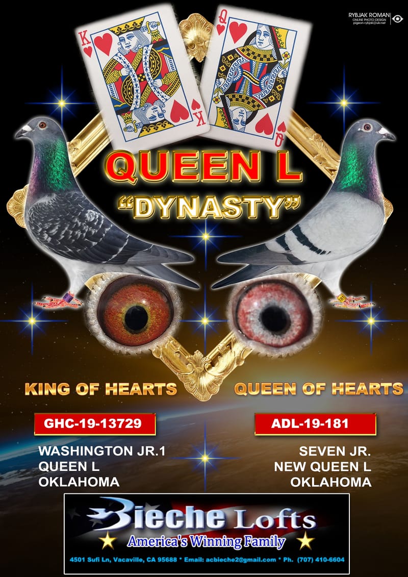 DESIGN PIGEONS PHOTO - DESIGN PIGEON PHOTOS