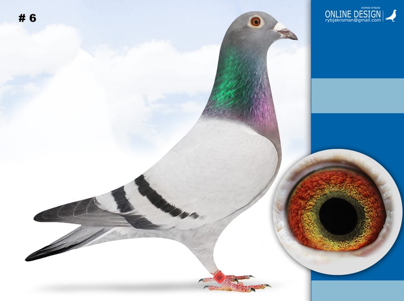 DESIGN PIGEONS PHOTO - DESIGN PIGEON PHOTOS