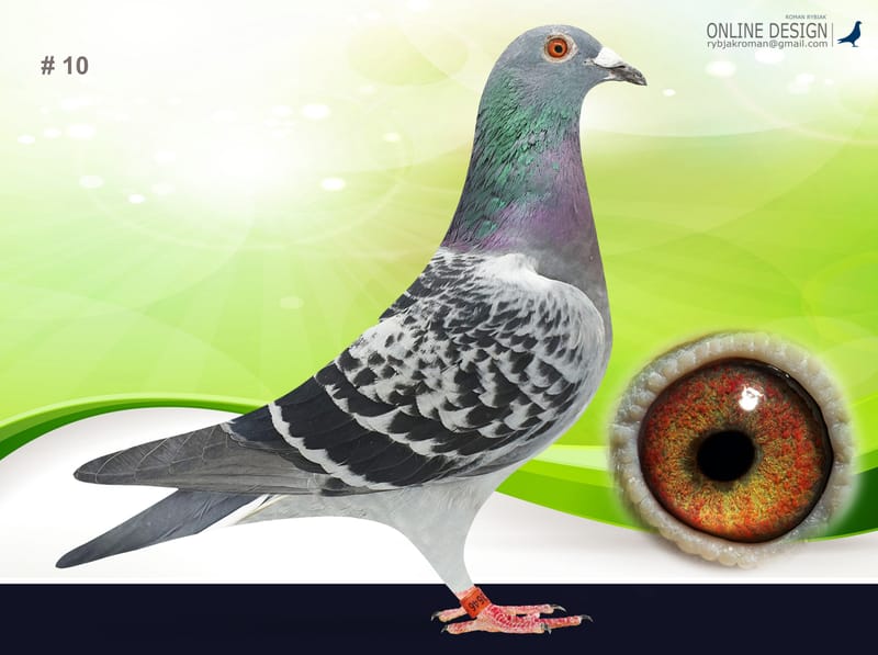 DESIGN PIGEONS PHOTO - DESIGN PIGEON PHOTOS
