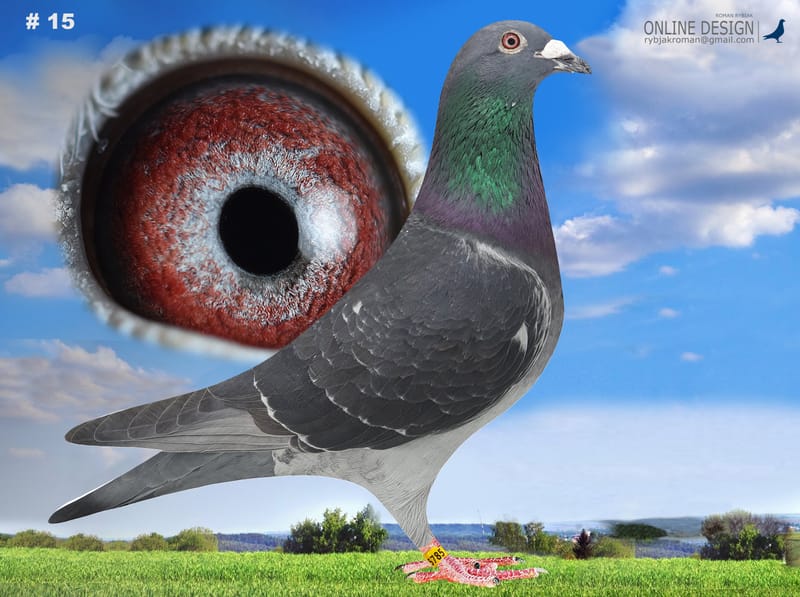 DESIGN PIGEONS PHOTO - DESIGN PIGEON PHOTOS