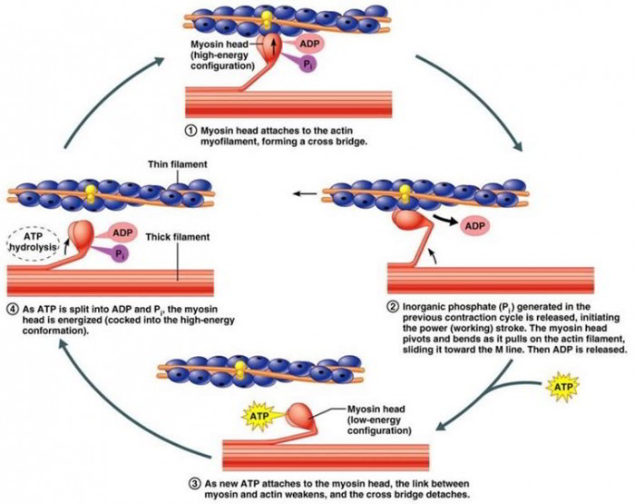 The muscular system (Continued) - What's on the Inside