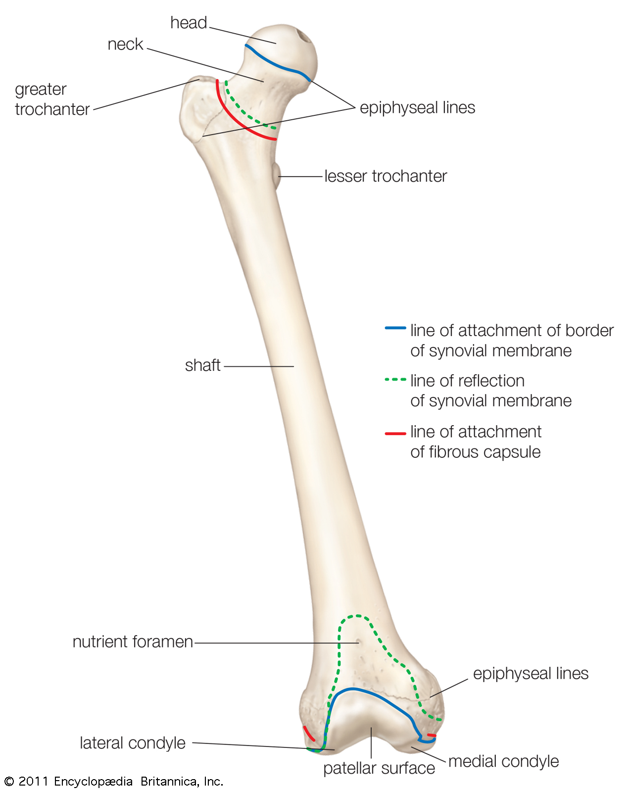 Skeletal System What s On The Inside