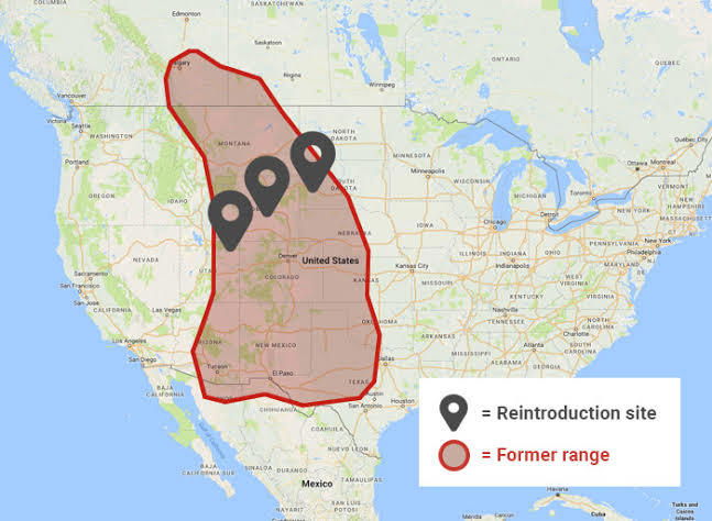 The Black Footed Ferret - THE BLACK FOOTED FERRET