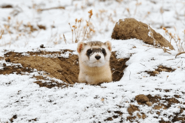 The Black Footed Ferret - THE BLACK FOOTED FERRET